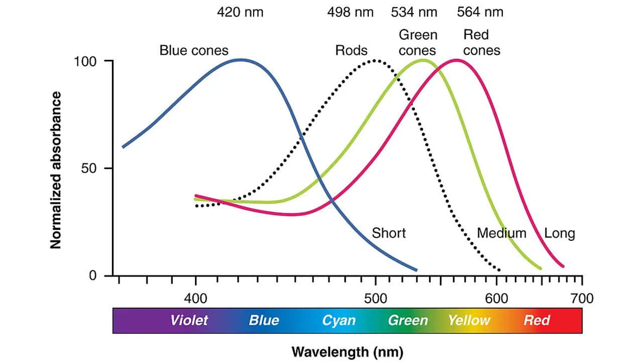 How Does Light At Different Wavelengths Impact Your Life?
